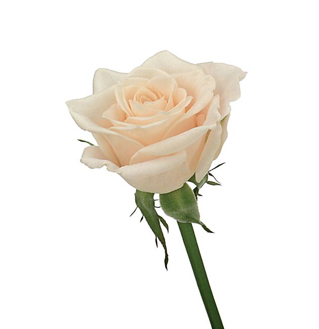 cream sweetheart rose | Bride & Blossom