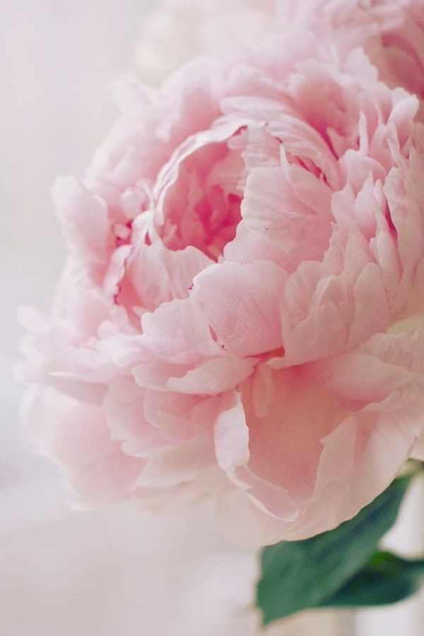 Flower Feature: Peony | by Bride & Blossom, NYC's Only Luxury Wedding ...