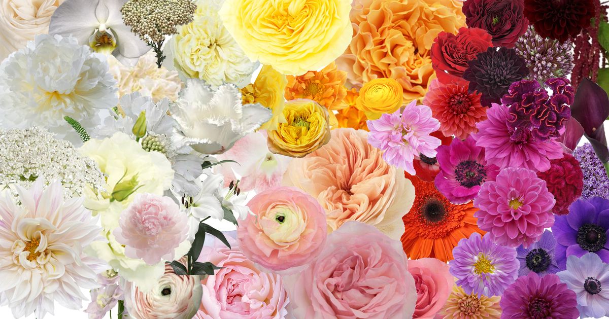 Bride & Blossom January Color Theory – Eventbrite | Bride & Blossom